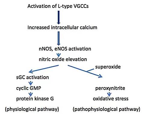 EMF 12: Schädigungs-Mechanismus via VGCC Aktivierung und NOS ...