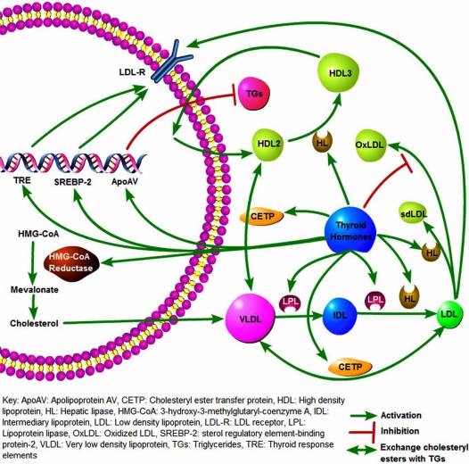Cholesterin zu hoch, Steroid-Hormone zu niedrig - Schilddrüsen ...