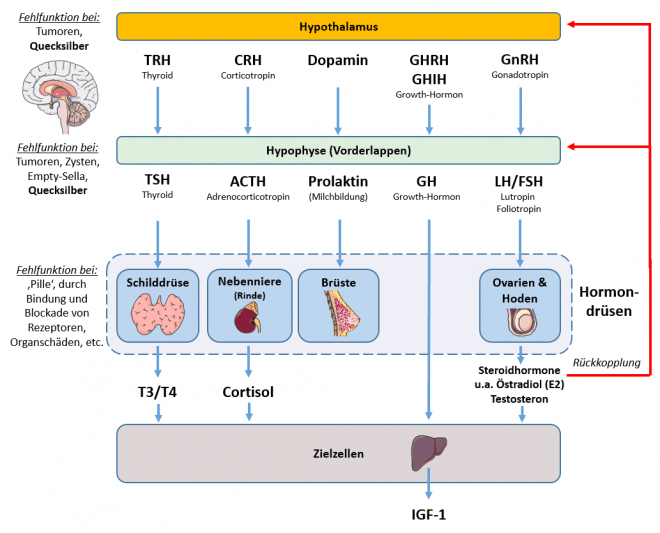 Hormonsystem Teil 2: Das Hypothalamus-Hypophysen-System & etwas zur ...
