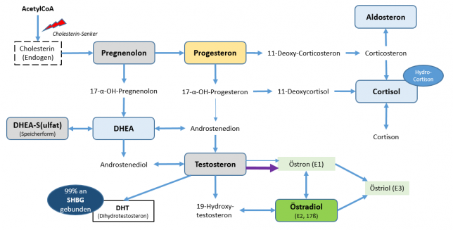 Hormonsystem Teil 1: Das Steroid-Hormonsystem - Eine Einführung - H.C ...