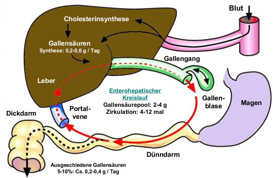 Leber-Galle Teil 1: Gallenkreislauf, Gallensäuren (u.a. TUDCA ...